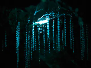 What Can We Learn About Fiber Optics that Appear in Nature? | Machine ...