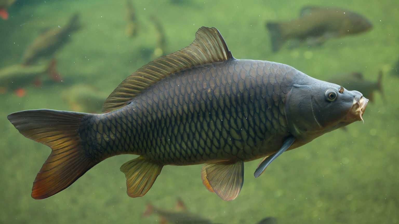 Copying Carp Could Lead To Tougher Materials | Machine Design