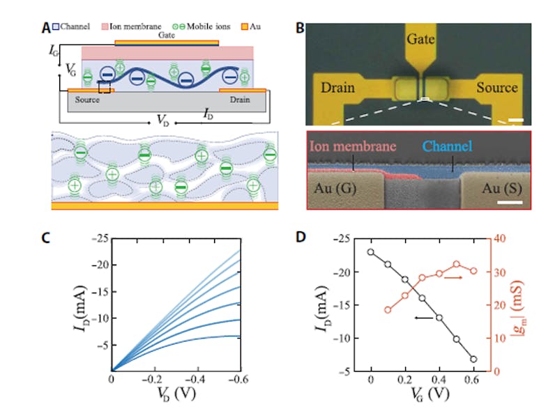 No “Solid State” Here: These Transistors are Organic and Biocompatible ...