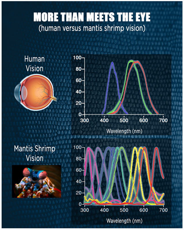 Mantis Shrimp Vision Simulation Mantis Shrimp Close Up Hi Res Stock